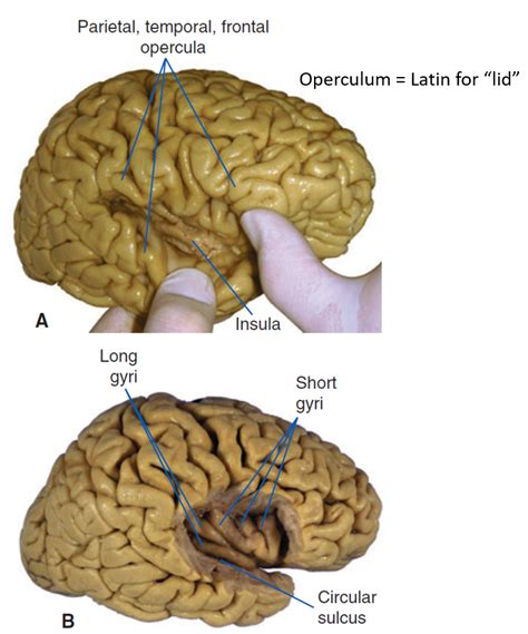 Insula Cortex Diagram Quizlet