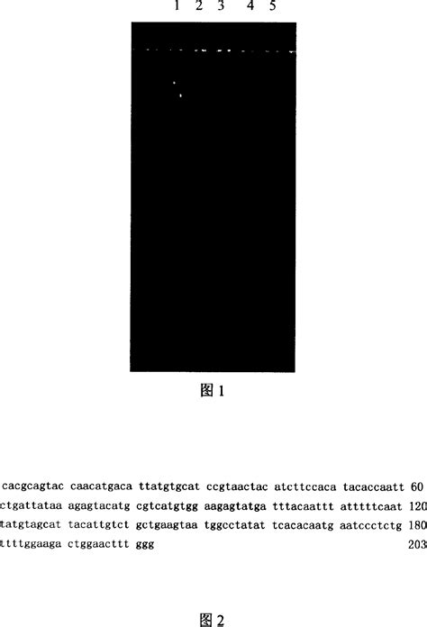 Definition Of Human Papillomavirus 6 Dna Sequence 4 Specificity And