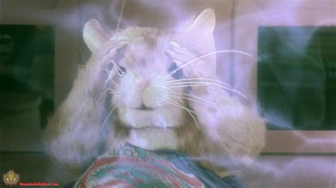 The Witches Mouse Transformation