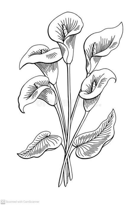 English 101 គំនូរ ផាត់ពណ៌ ស ខ្មៅ ស្អាតៗណាស់🇰🇭 ️ Facebook