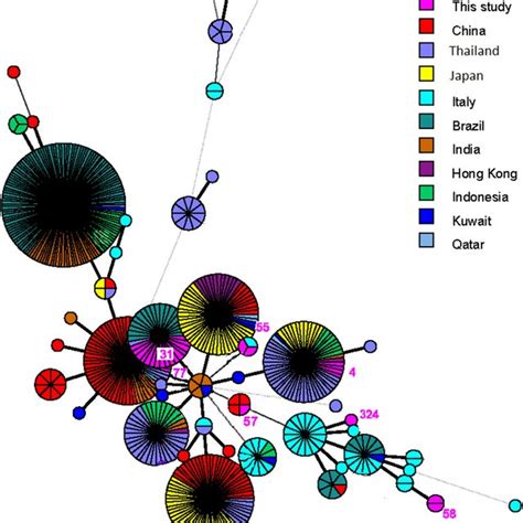 minimum spanning trees showing sequence type relationships among the