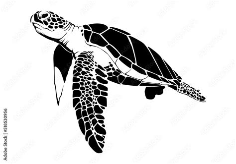 Graphic Sea Turtlevector Illustration Of Sea Turtlevector Of Turtle