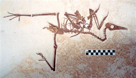 Fossil Bird Species Fossil Butte National Monument Us National