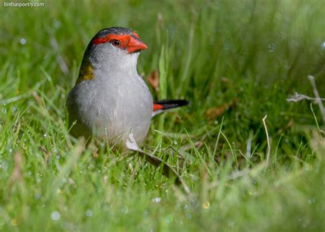 Red Browed Finch Amongst The Dew Red Browed Finch Neochm Flickr