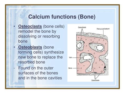 Ppt Calcium Powerpoint Presentation Free Download Id3108734