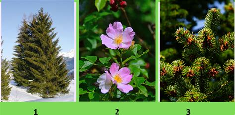 Дидактичні картки Запилення рослин