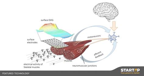 Decoding Brain To Muscle Signals
