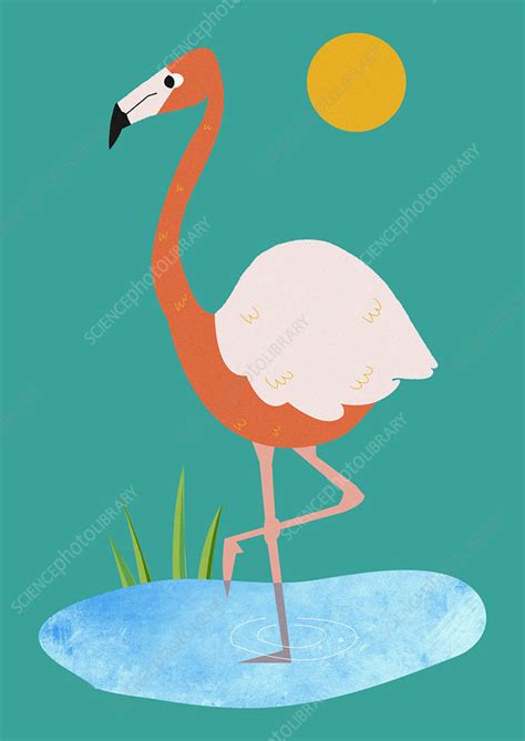 Flamingo Standing In Pond Illustration Stock Image C039 8489 Science Photo Library
