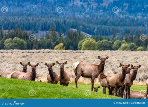 Elk Harem Awaiting Their Bull Elk During Mating Season Stock Photo Image Of Nature Season