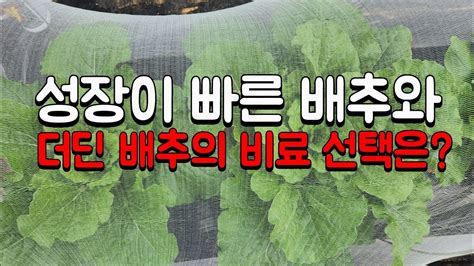 김장배추 웃비료 선택 ️배추성장이 더딜때는 어떤 비료를 줘야하고 성장이 빠를때는 어떻게 해야할까요 김장배추 병충해관리법배추