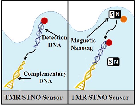 Schematic Model For Stno Based Dna Sensor Detection Dna Selectively