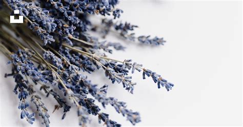 하얀 표면에 라벤더 꽃 한 무리 사진 Unsplash의 무료 라벤더 이미지