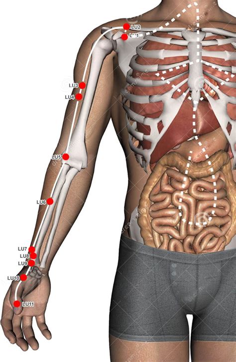 Lung Meridian Points Pathway And Chart
