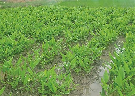 ကျောက်ဆည်မြို့နယ် ပေါင်လောင်ကြီးကျေးရွာ၌ စိုက်ပျိုးထားသော နနွင်းစိုက်ခင