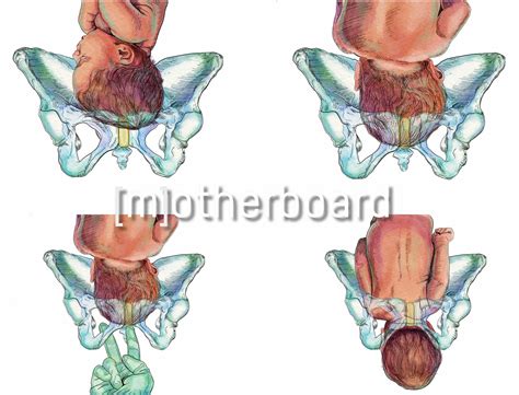 Fetal Station — Motherboard Birth