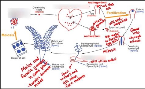 Ferns Diagram Quizlet