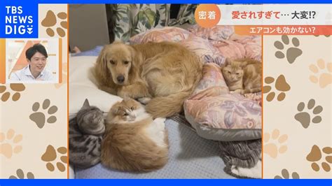 寝るときも離れたくない！飼い主が好きすぎてベッドを占領してしまう犬｜tbs News Dig Youtube