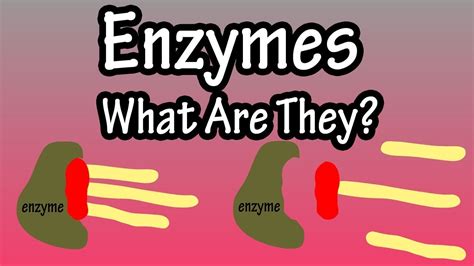Enzymes Their Role And Functions YouTube