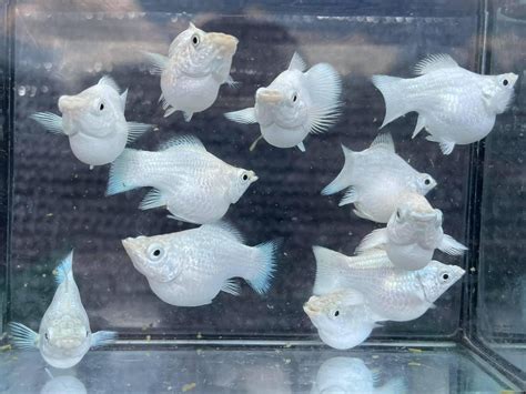 ปลาบอลลูนแพลตตินัม คละผู้ เมีย ชุด5ตัวแถม1ตัว Line Shopping