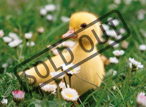 Ravensburger Puzzle Kachňátko Xxl 100 Dílků Puzzle Puzzle Cz