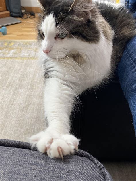 Shes Wants To Lay Next To Me But Not On The Couch Rmurdermittens