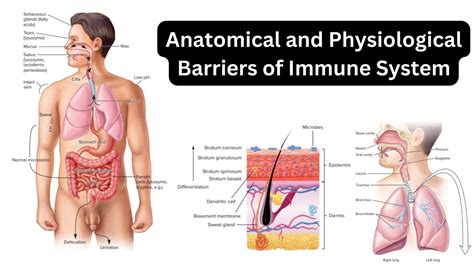 Immunoglobulin M Igm Antibody Definition Structure Functions Biology Notes Online