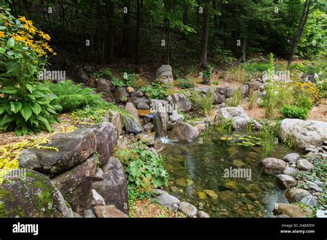 Pond With Acorus Calamus ‘variegatus Variegated Sweet Flag Pontederia Cordata Pickerel