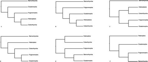 Alternative Hypotheses Of Deep Level Relationships Within Hemiptera Download Scientific