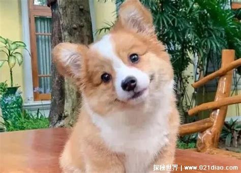 柯基大概多少钱一只 3500以下的都是杂交的