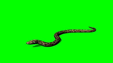 Python蛇爬行 绿色屏幕模板素材 稿定设计 Python蛇爬行 绿色屏幕模板素材 稿定设计