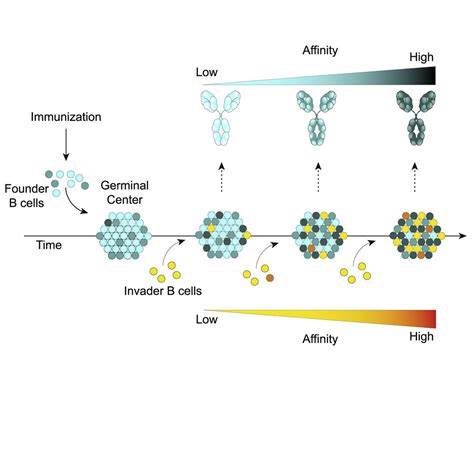 Continuous Germinal Center Invasion Contributes To The Diversity Of The