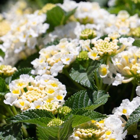Havana™ Lantana — Green Acres Nursery And Supply