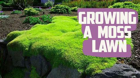 How To Grow A Moss Lawn Low Maintenance Grass Alternative Growing