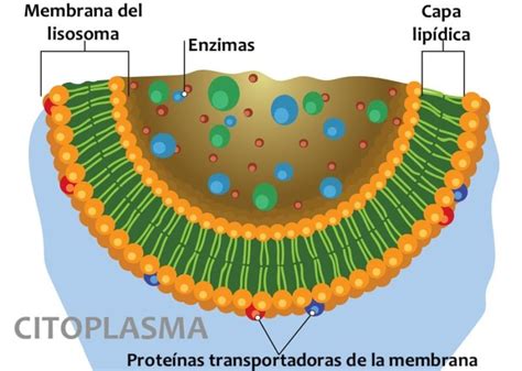 Para Que Sirve El Lisosoma Vostan