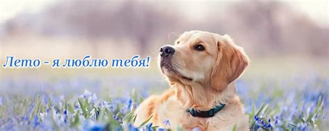 Вязание для собак и кошек Татьяна Кучерова Дизайнерская одежда на заказ для Вашего питомца