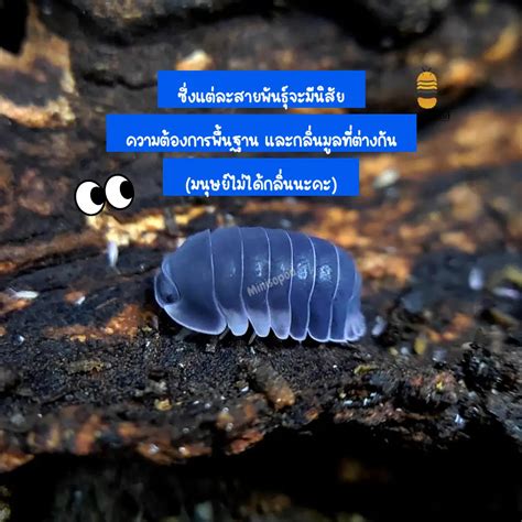 Isopod ไอโซพอดเลี้ยงรวมได้ไหม แกลเลอรีที่โพสต์โดย Minisopod Lemon8