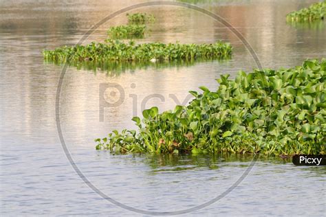 Chlorella Plant