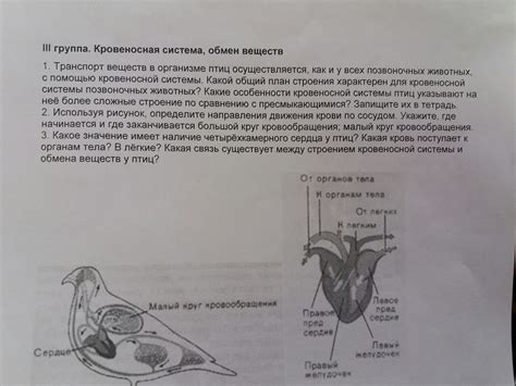 Система птиц картинки и фото Poknok Art