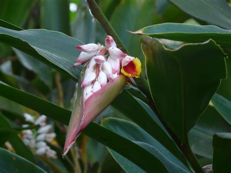 Small Shell Ginger Alpinia Local Botanist