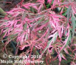 Acer Palmatum Nuresagi Red Japanese Maple Maple Ridge Nursery