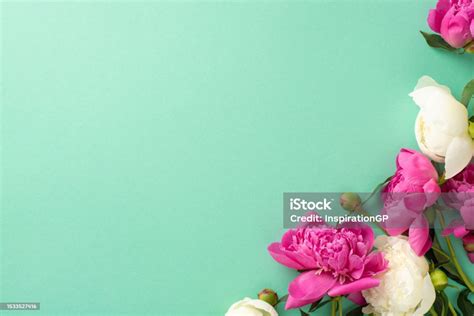 봄 신선한 꽃 개념입니다 분홍색과 흰색 모란 새싹 꽃잎이 분리된 밝은 청록색 배경에 복사 공간이 있는 상단 보기 사진 개화기에