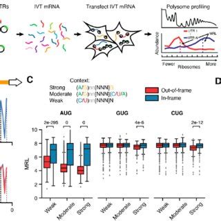 Polysome Profiling Data From A Random 5UTR Library Captures Known Download Scientific Diagram