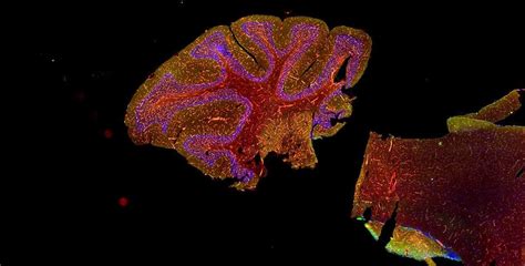 Fluorescence Scanner Moticflexscan 60 Pro