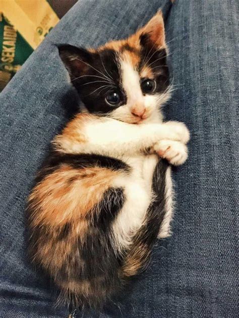 为什么三花猫是猫咪眼中的顶级大美人？有什么依据吗？ 知乎