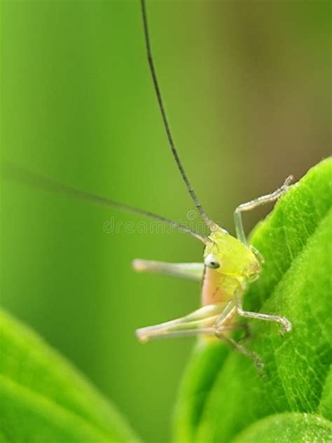 A Tiny Vibrant Green Grasshopper With Long Antennae Perched On A Lush Green Leaf Detailed