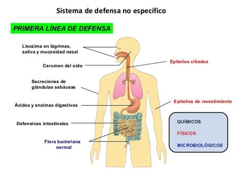 Sistema Linfático Y Defensas Del Cuerpo