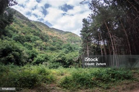 숲 풍경입니다 아름다운 숲 자연 키가 큰 오래된 소나무 여름 화창한 날입니다 0명에 대한 스톡 사진 및 기타 이미지 0명 경관 계절 Istock