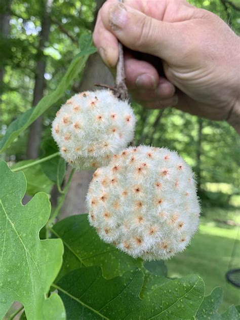 What Are These Balls Growing On The Oak Tree R Arborists