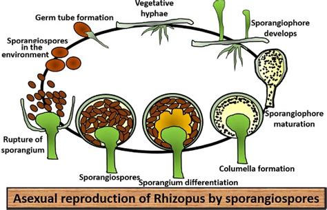 Rhizopus Stolonifer Life Cycle