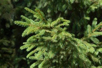 5 Best Trees To Block Road Noise